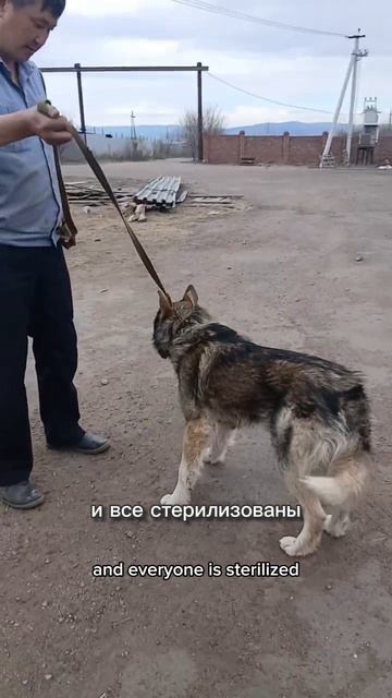 УКУСИЛ РЕБЕНКА ИЗБАВЛЯЮТСЯ ОТ СОБАКИ