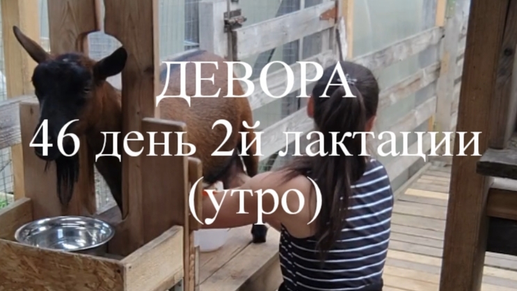ДЕВОРА кн50 46 день 2й лактации (утро)