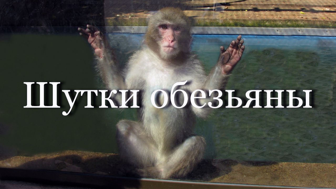 Очень смешно - обезьяна моет стекло и показывает свой зад / Зоопарк в Таллине