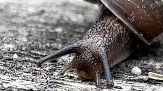 Улитка из Подмосковья. Движется так, будто плывёт в воздухе.