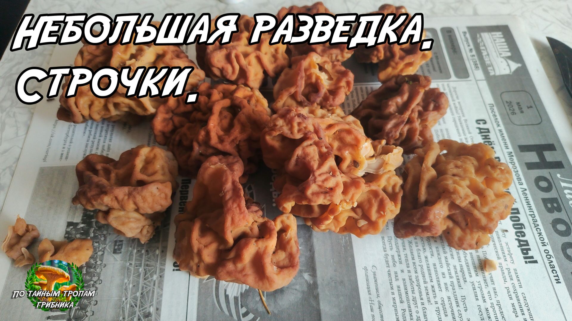 Небольшая разведка. Строчки.