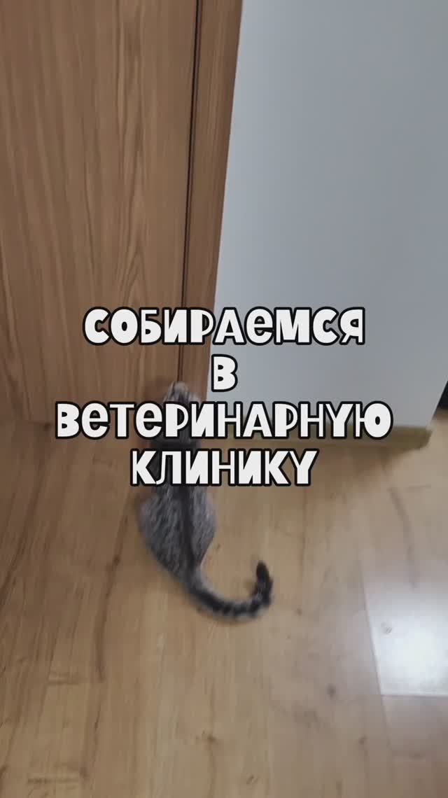 Собираемся в ветеринарную клинику