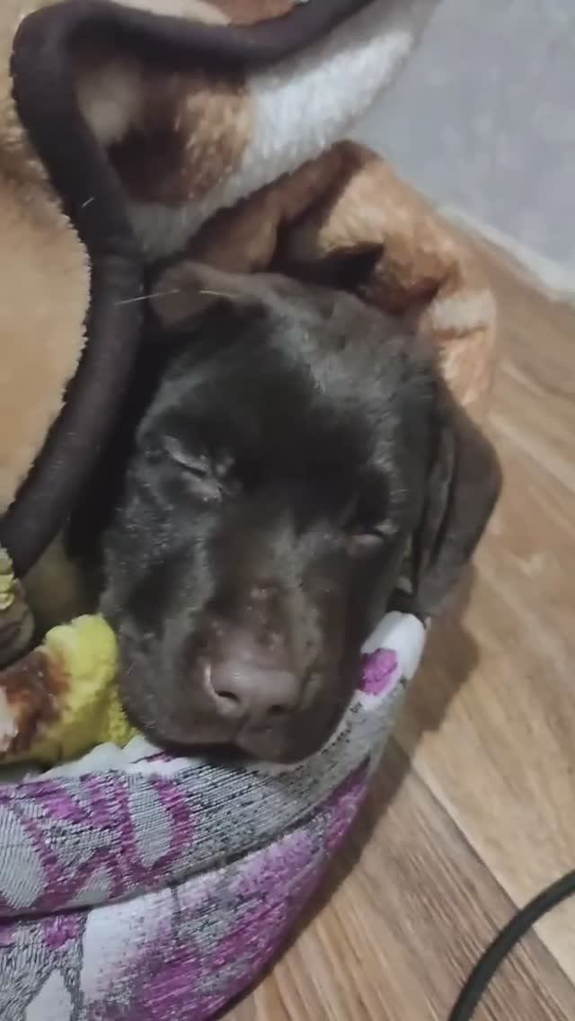 Джесси тогда и сейчас: как меняется сон с возрастом 😴