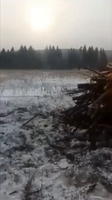 Грузчик века: медведь против любителей дров! 😱🐻