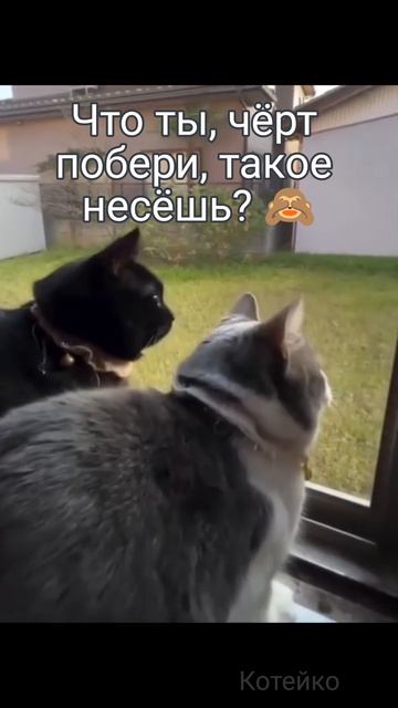 Что ты, чёрт побери, такое несёшь? 🙈