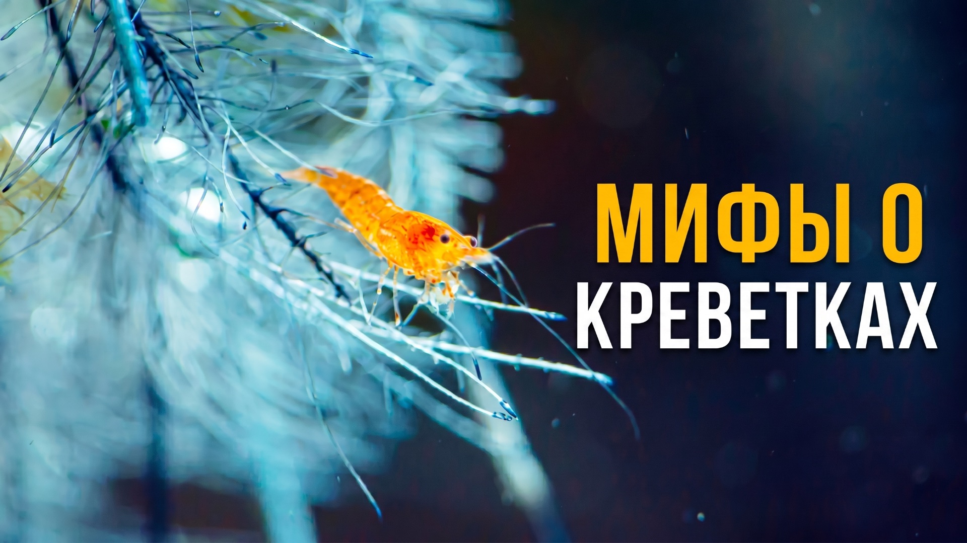 12 мифов о креветках, которые до сих пор сбивают аквариумистов с толку...