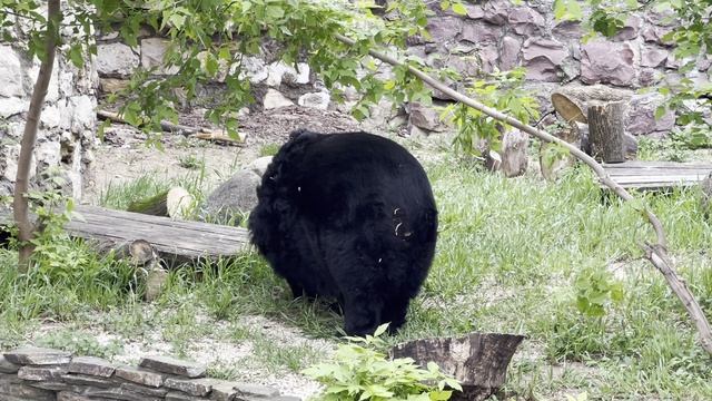 Гималайский медведь в мае. Зоопарк в Москве.