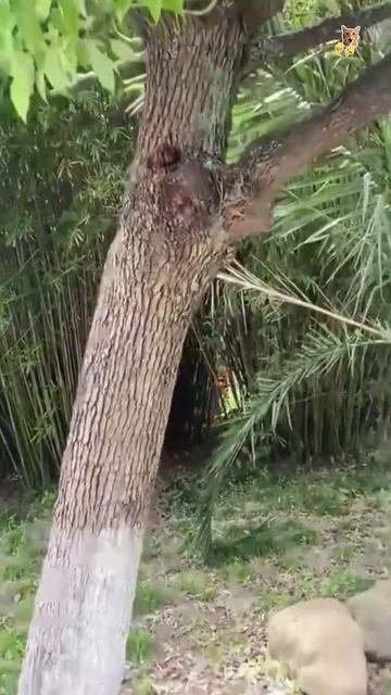 Коты настоящие хищники!😻Веселые котики. Коты хулиганы! Невероятные трюки! #кот #хулиган #тр #short