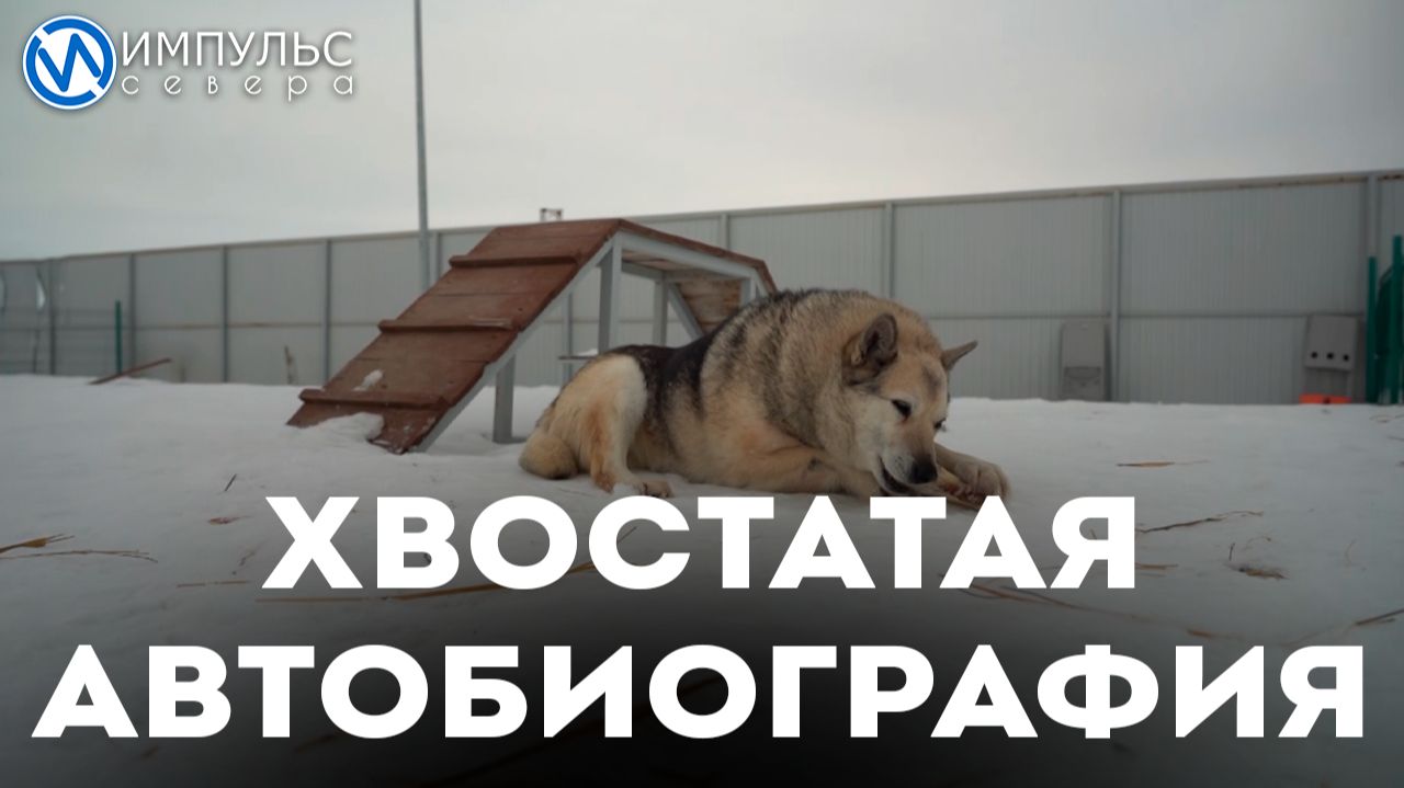 Собака Найда о любви купаться в реках и желании ходить в тундру со своим человеком