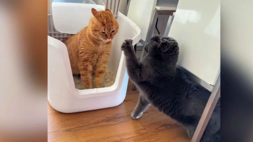 Смешные видео с домашними животными 🤣 прикольно и смешно🐕🐤🐈топ смешных видосов 2026