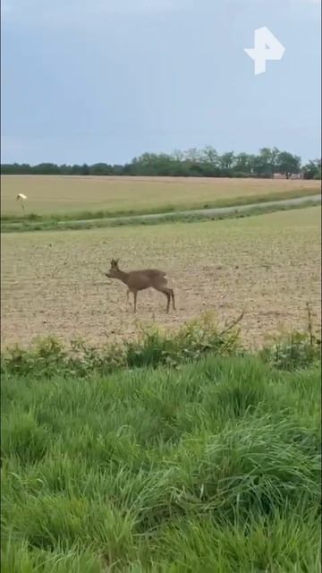 Пьяный олень - The drunken deer