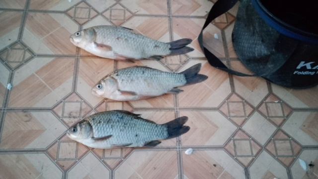 Сегодня вечерком маленько порыбачи 🎣 Рыбачил на поплавок 🎣 Прикормка Стерля (Чеснок).