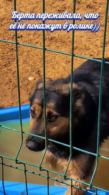 "Что обсудить с собакой в приюте?" ❥ Приют в Малинках