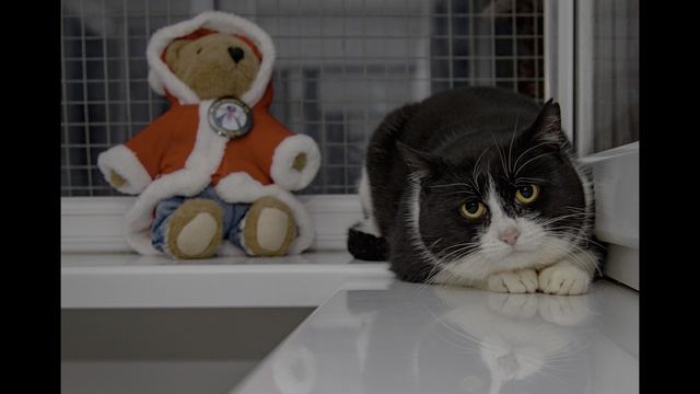 «Котики в фокусе: 4K HDR и зажигательные ритмы»