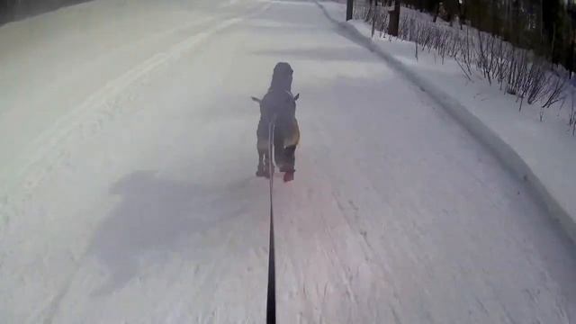Скиджоринг