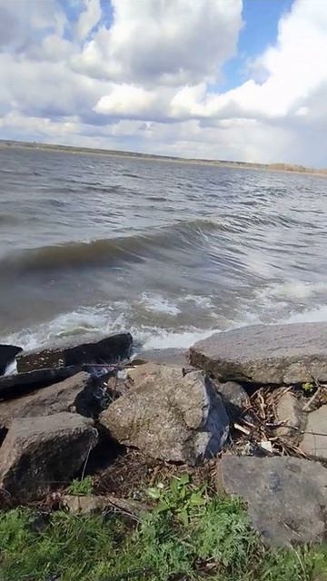 ЗООГОСТИНИЦА. ПЕРЕДЕРЖКА СОБАК КИНОЛОГОМ.