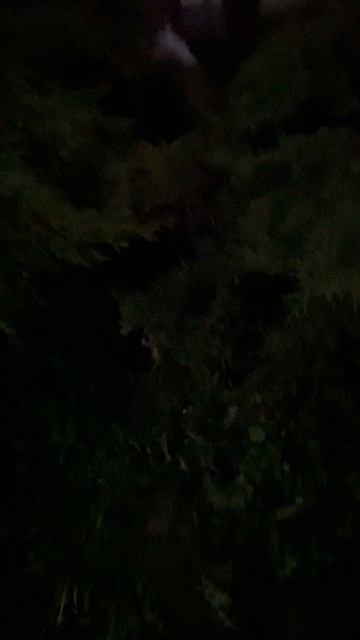 Часть первая: Кэтти и Фокси в тайнике🤫