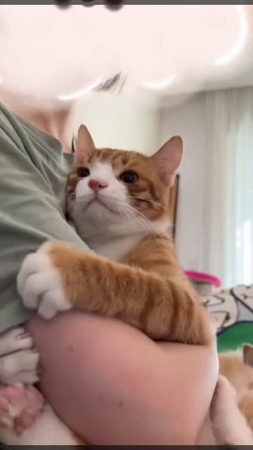 Самый ручной котик в мире! 😻