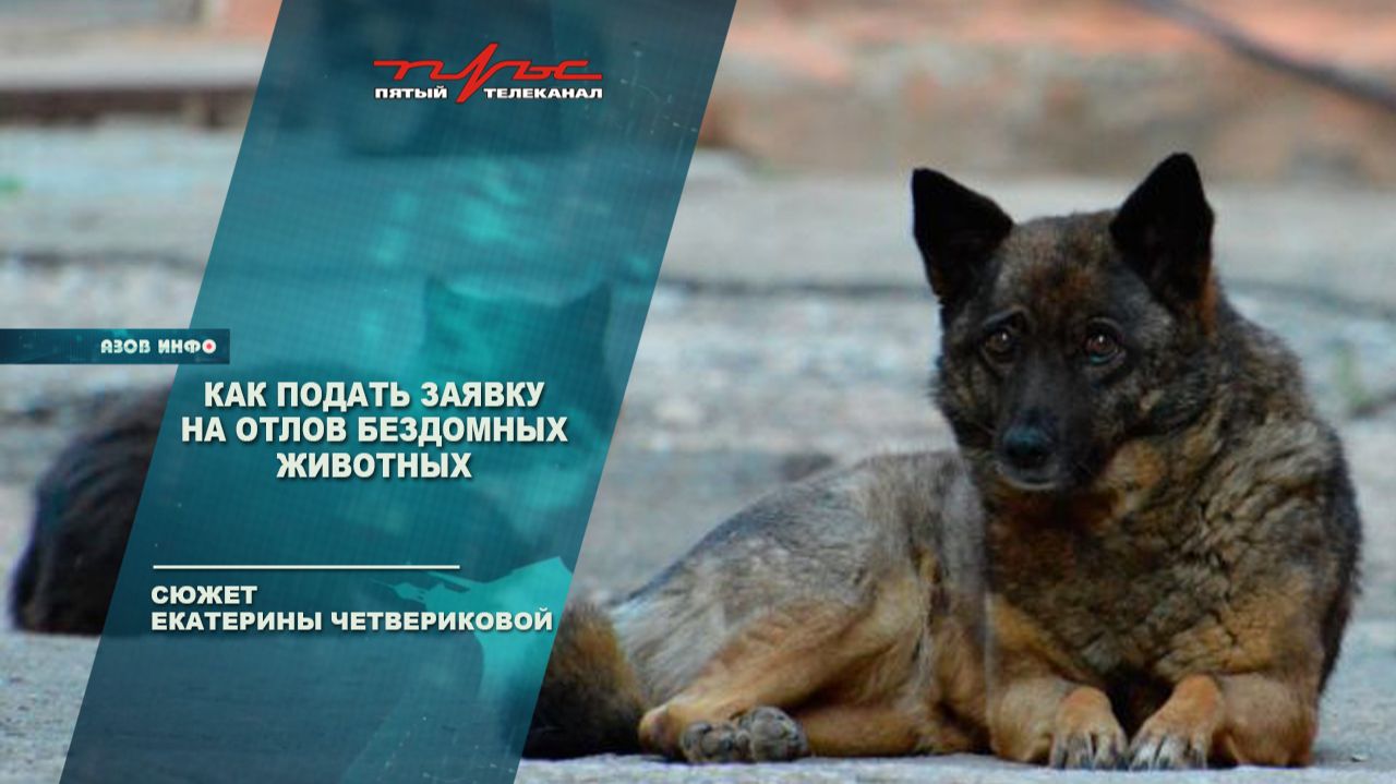 Как подать заявку на отлов бездомных животных