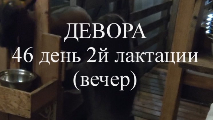 ДЕВОРА кн50 46 день 2й лактации (вечер)