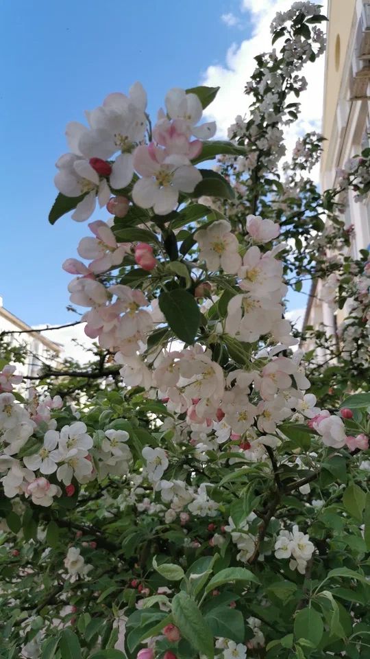 Один раз в год, сады цветут, весна 2026 #весна #веснавРоссии #яблони #май #тверь #прогулкипотвери