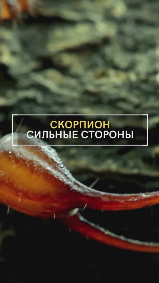Сильные стороны Скорпиона. Красивое видео с любовью об этом знаке