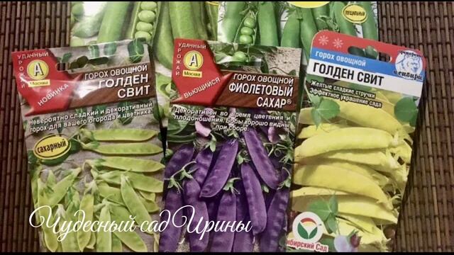Горох: лущильный, мозговой, сахарный. Выбираем!