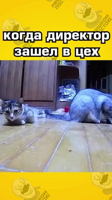 директор пришел - заходи в вк --﹥ https://vk.com/peshkom_postoyu_smile_vk