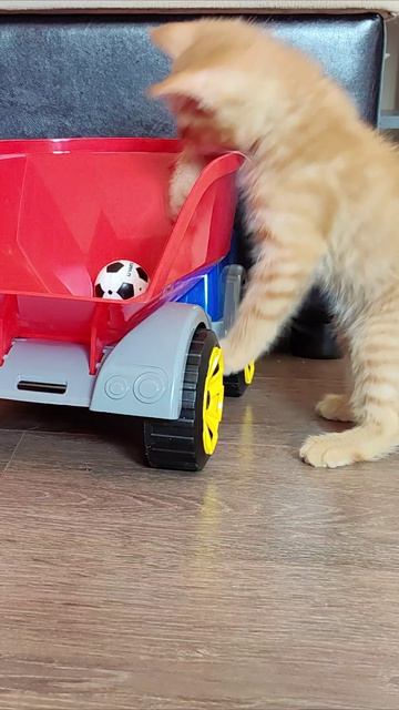 Котенок хочет взять мяч.