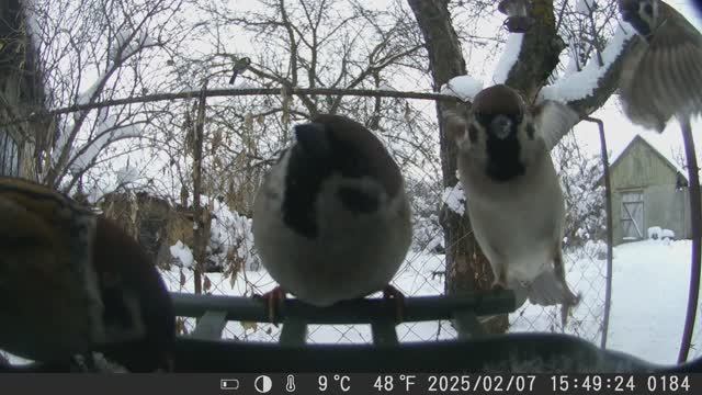 Птицы на кормушке. Фотоловушка в саду