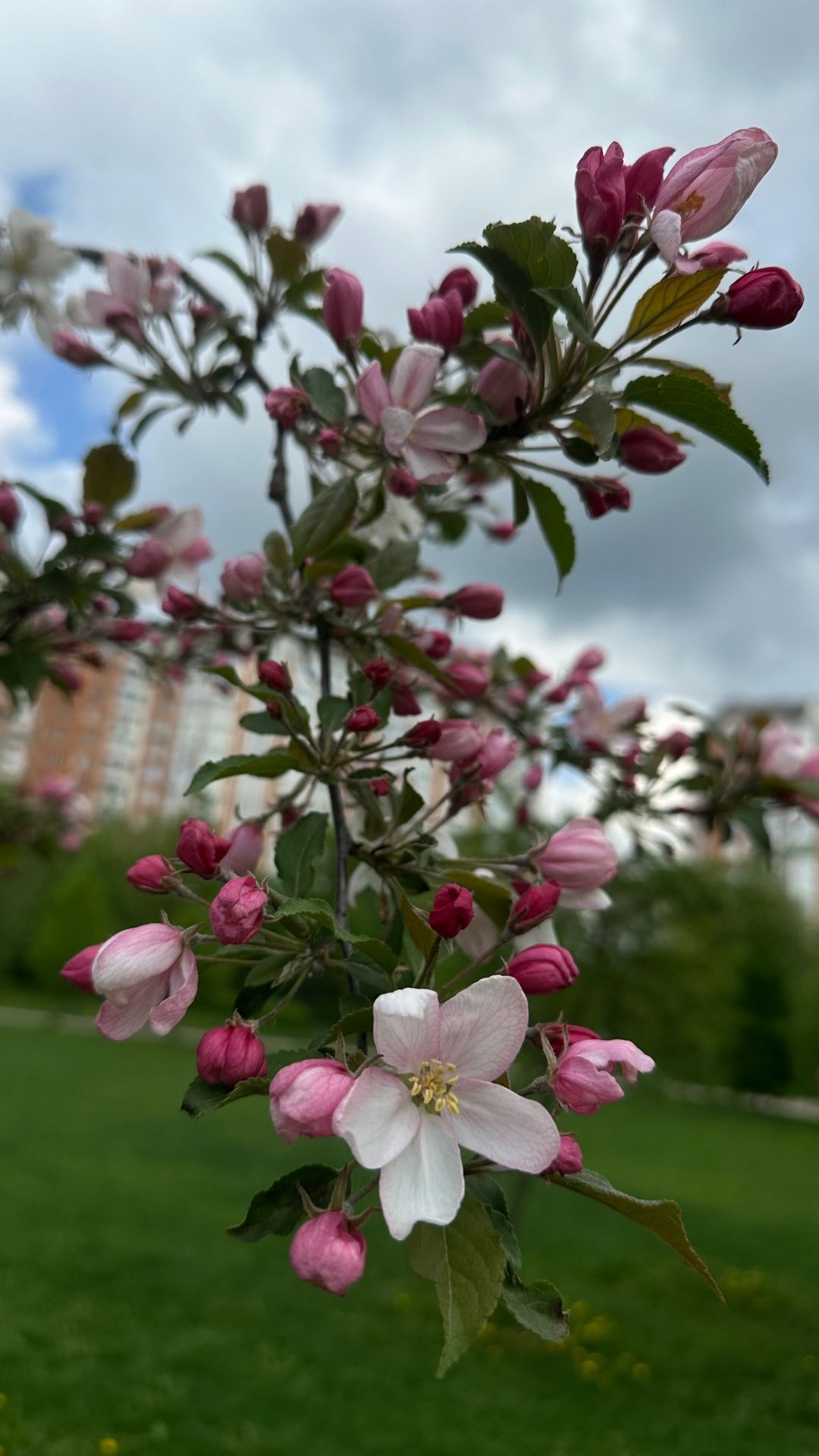 Весна на московских прудах