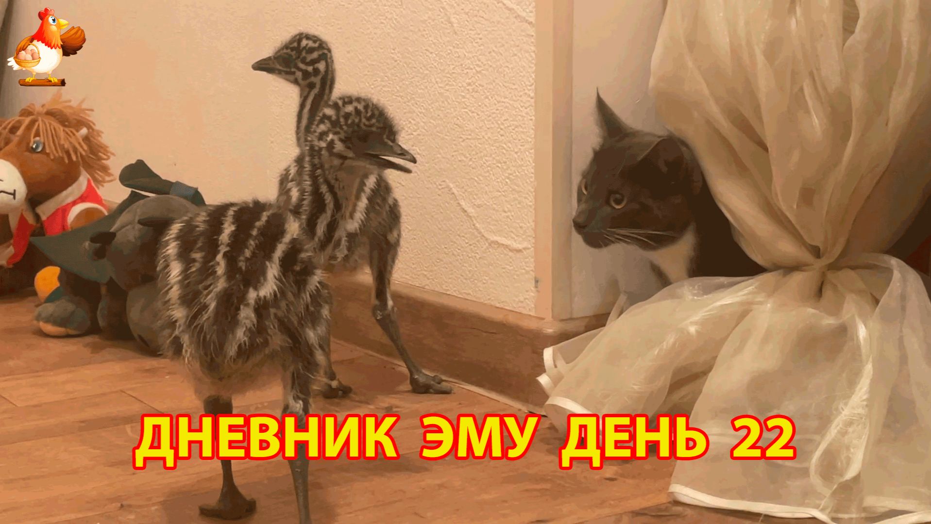 Дневник страусят Эму день 22