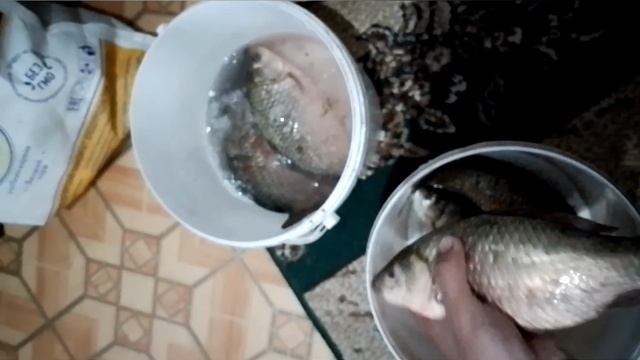 Сегодня после работы порыбачил на Поплавок🎣 Наживка навозный червь, опарыш.