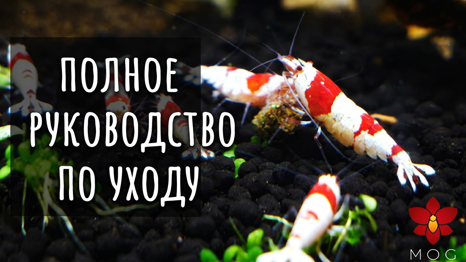 Как ухаживать за  креветками  Cristal Red для начинающих