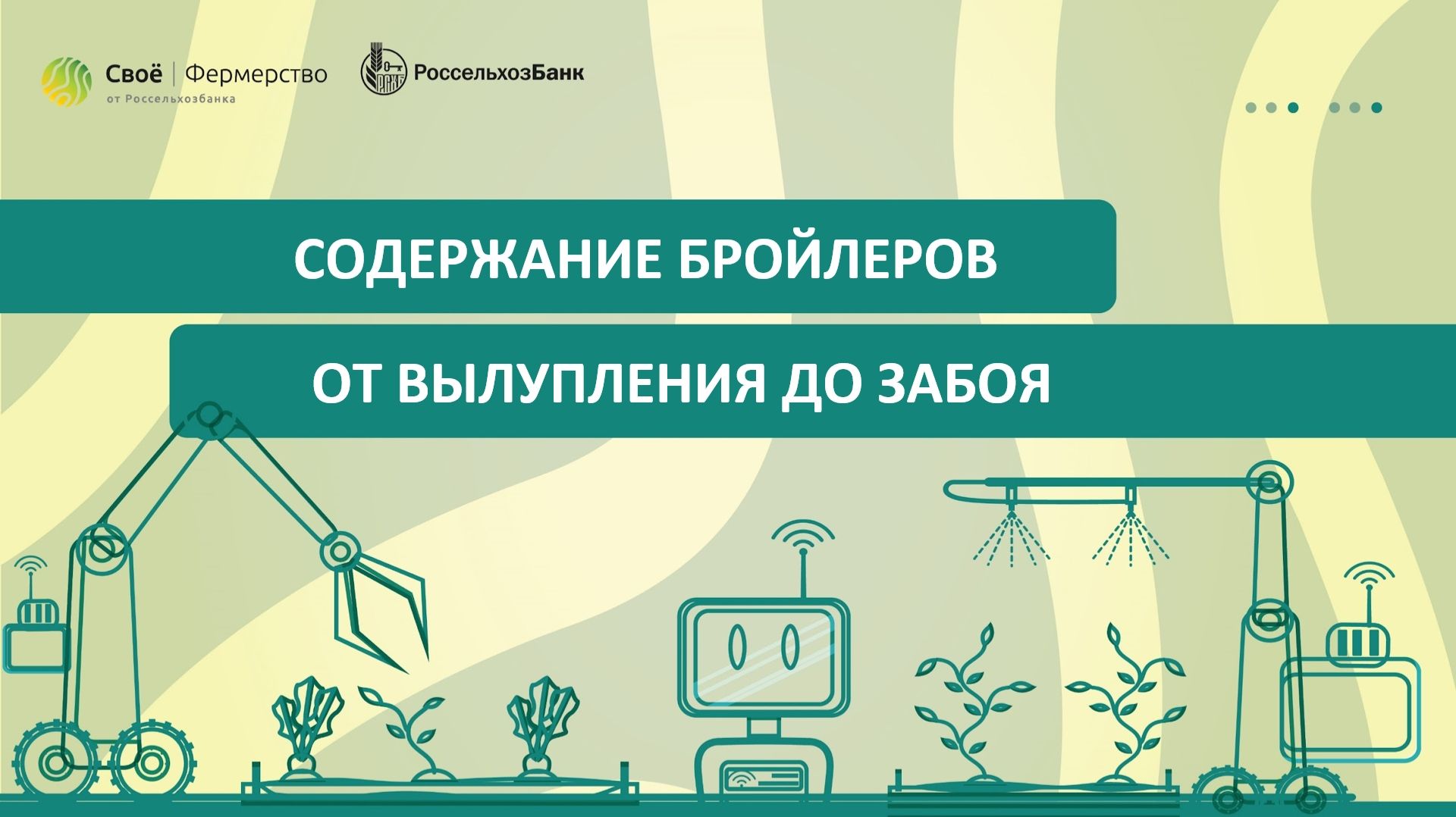Содержание бройлеров от вылупления до забоя