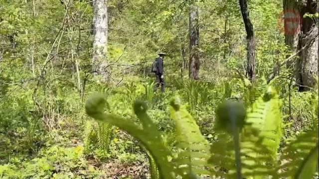 «По Уссурийскому краю». Что удивительного можно увидеть в майской тайге
