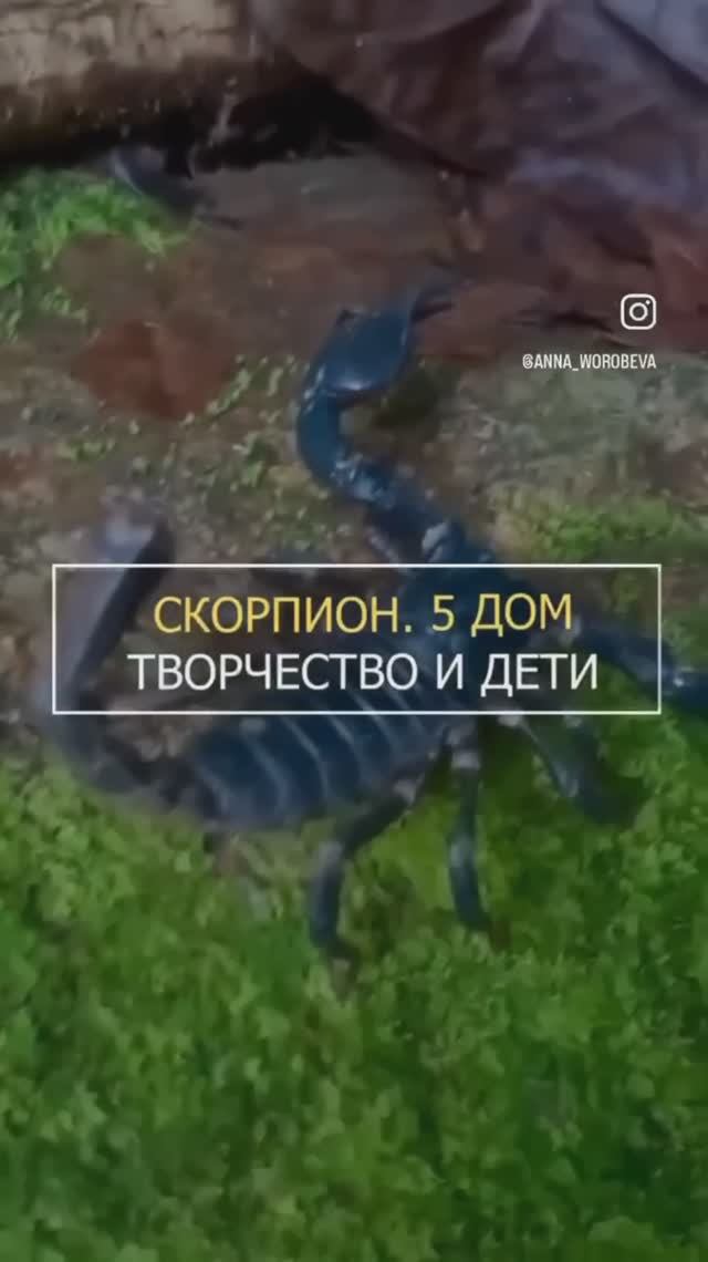 Скорпион. 5 дом, творчество и дети | Анна Воробьева Астрогрин