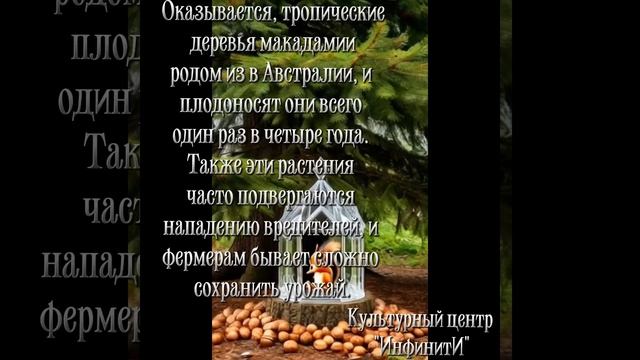 Интересные факты: самый редкий и дорогой орех