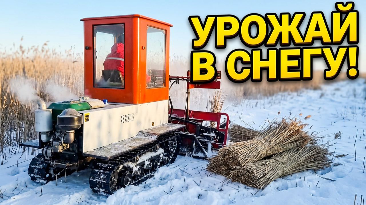 Самоходная сноповязальная машина для технической конопли, камыша, льна #комбайн  #травы #конопля
