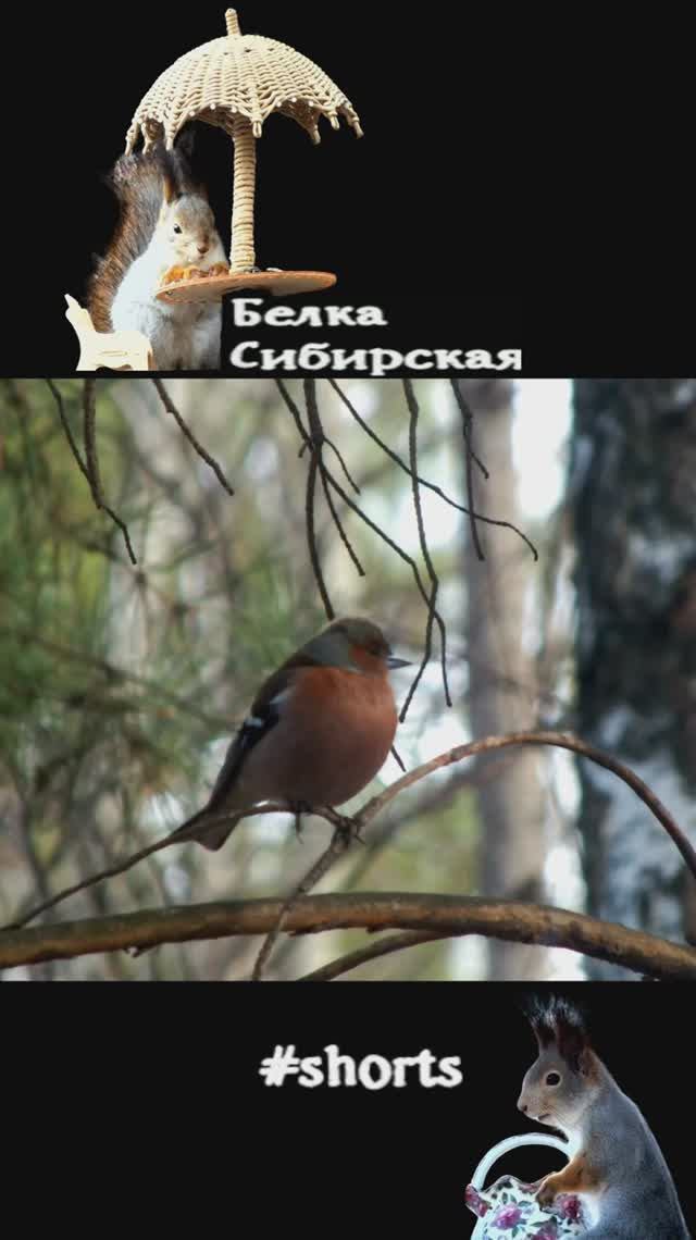 Зяблик всегда настороже