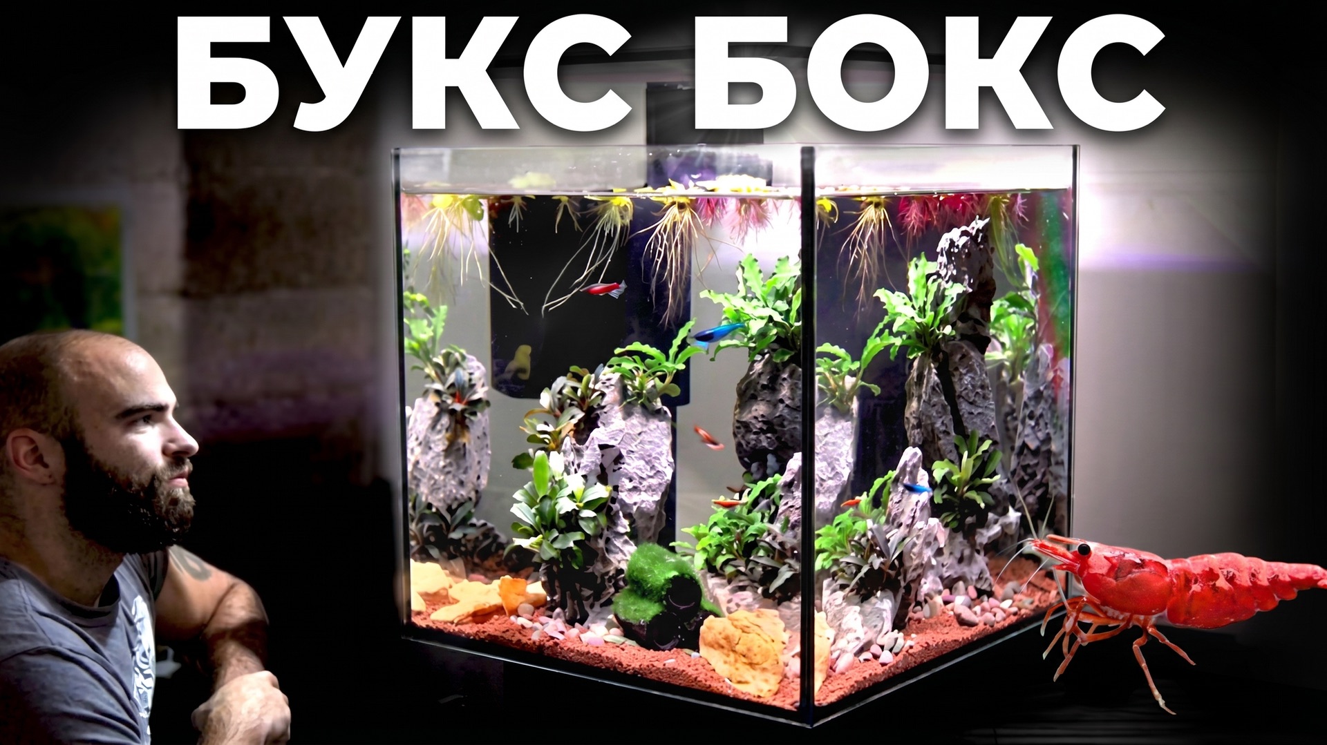 Готовый аквариум Superfish QuBic 30 для креветок неокаридин