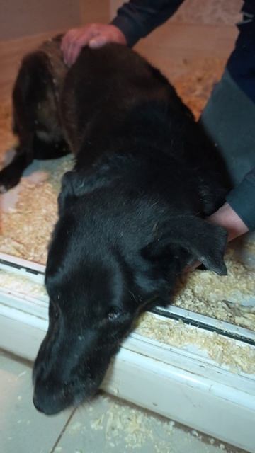 Лиза идёт на поправку: борьба с тяжёлым неврологическим заболеванием 🐶