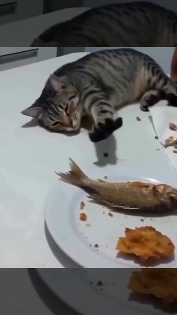Вот это поворот! 🙀