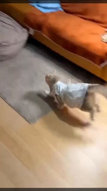 У меня выходной! 😺