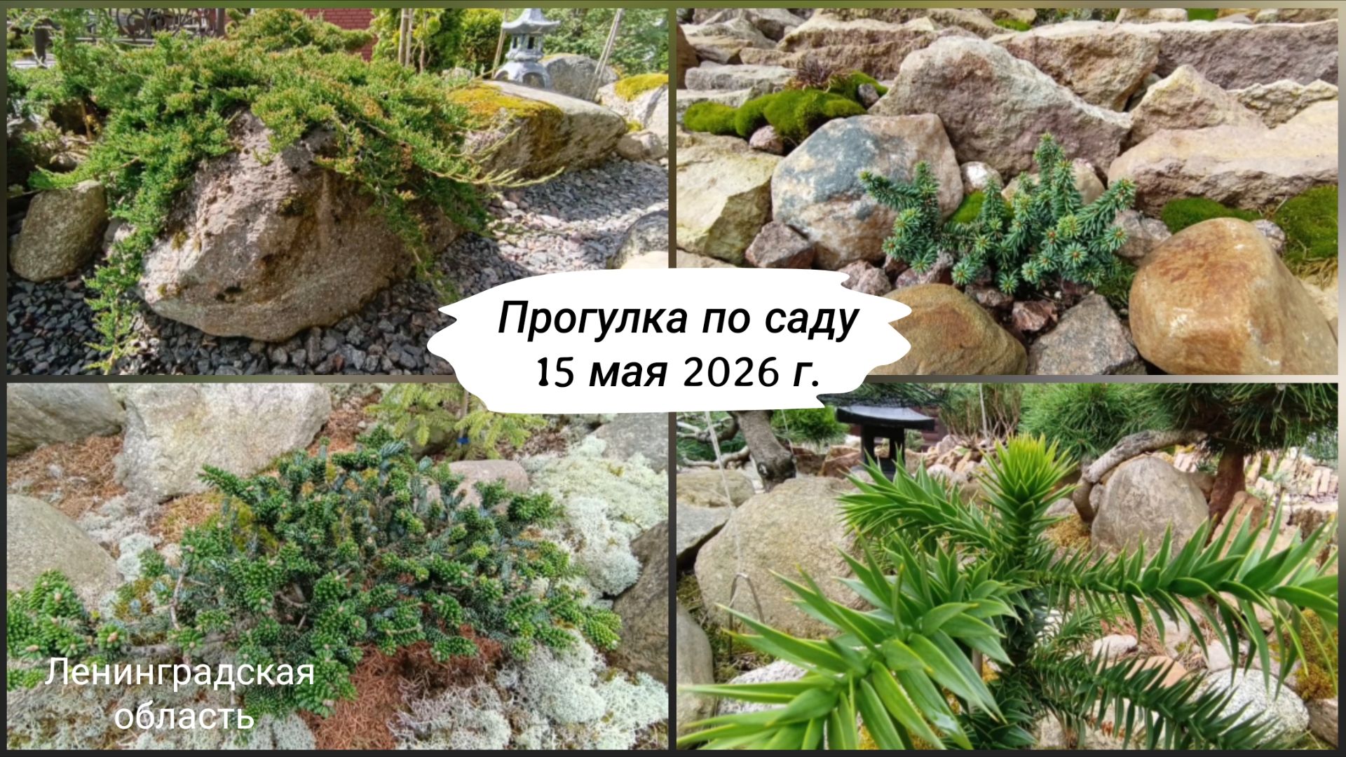 Прогулка по саду 15 мая 2026 г.  ( 1 часть )