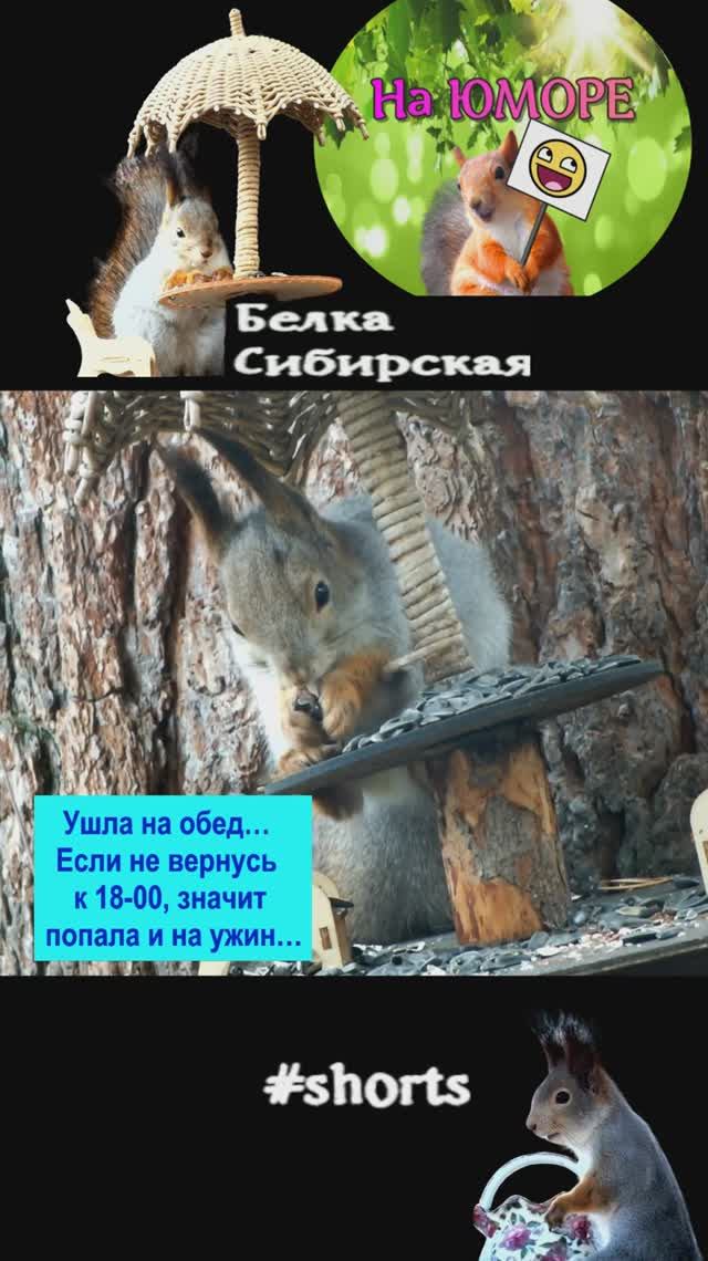 Белка увлеченно ест на столике
