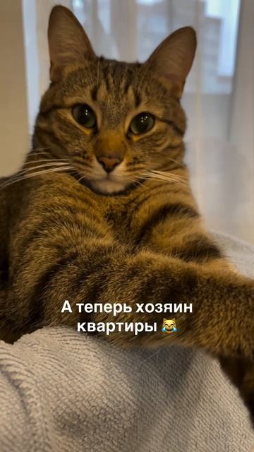 Восхождение Кота