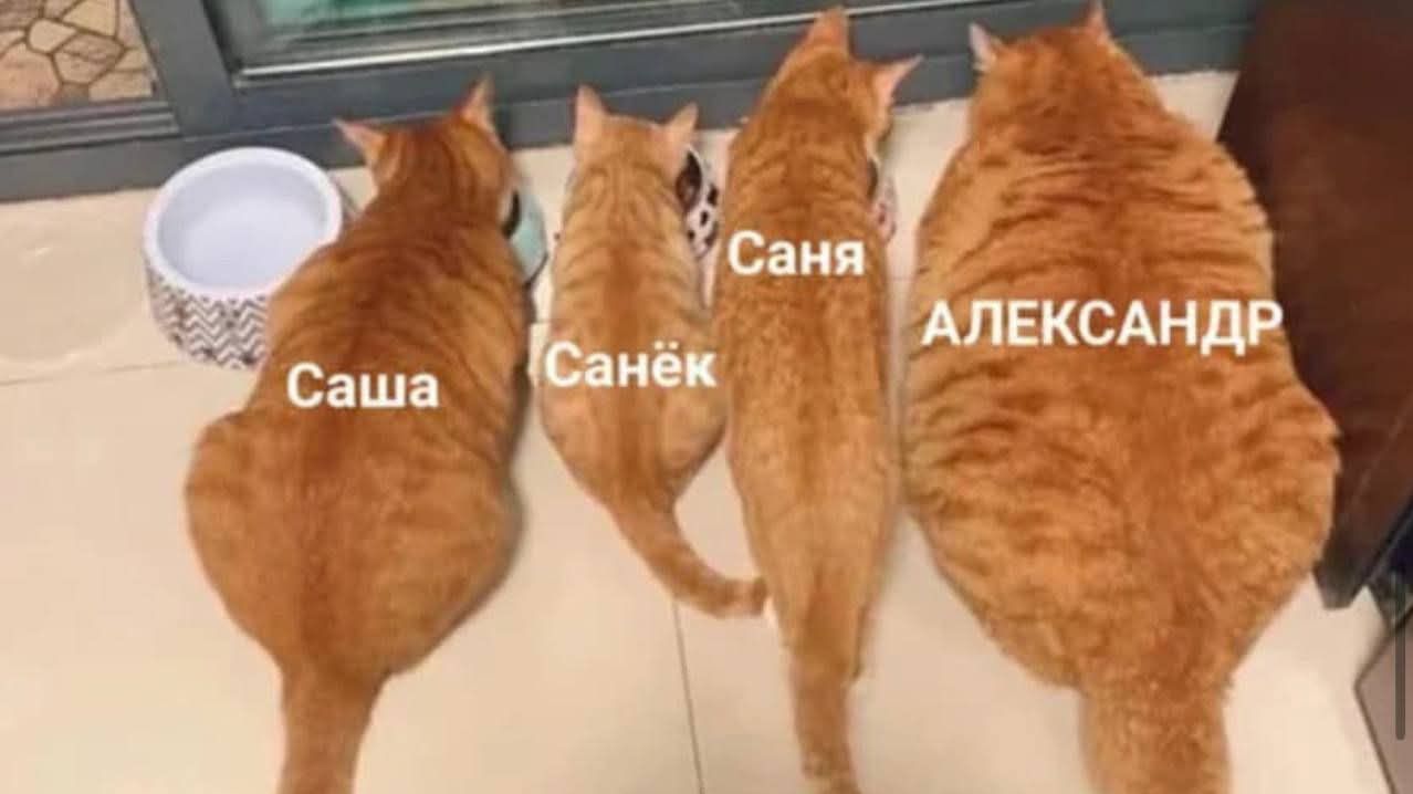 Моё личное отношение к домашним котам / кошкам в южных регионах. Бесполезное животное на ферме!