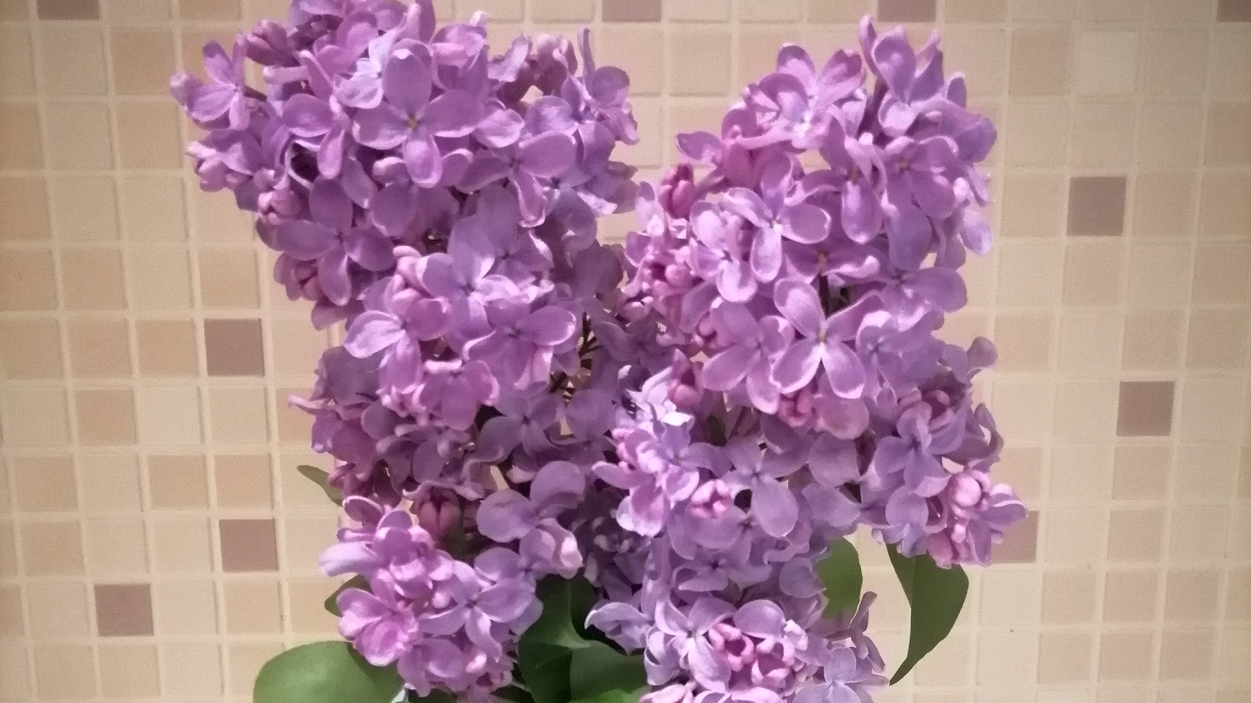 Влог3. Немного красоты  из деревни.🌷 🌷 🌷