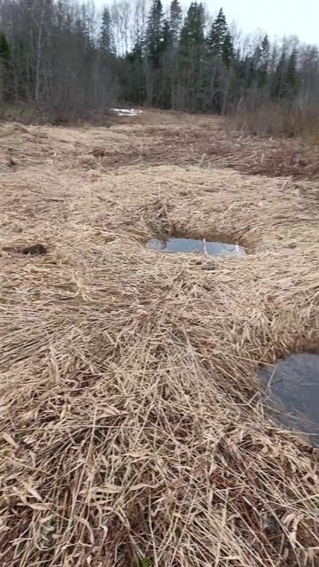 Нашли остатки старинного моста #shorts #нашли #старинныймост  #metaldetecting #другаяжизнь